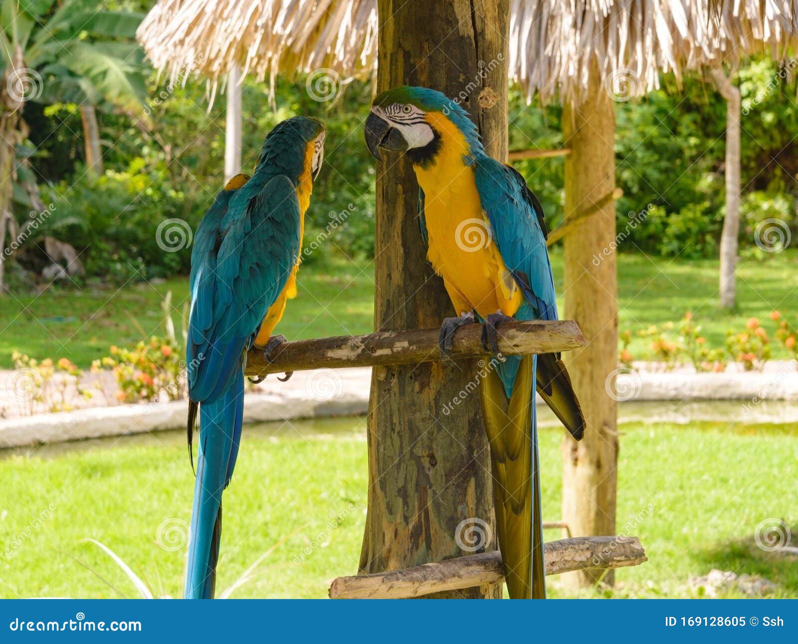 Two parrots stock image. Image of head, stick, animal - 169128605