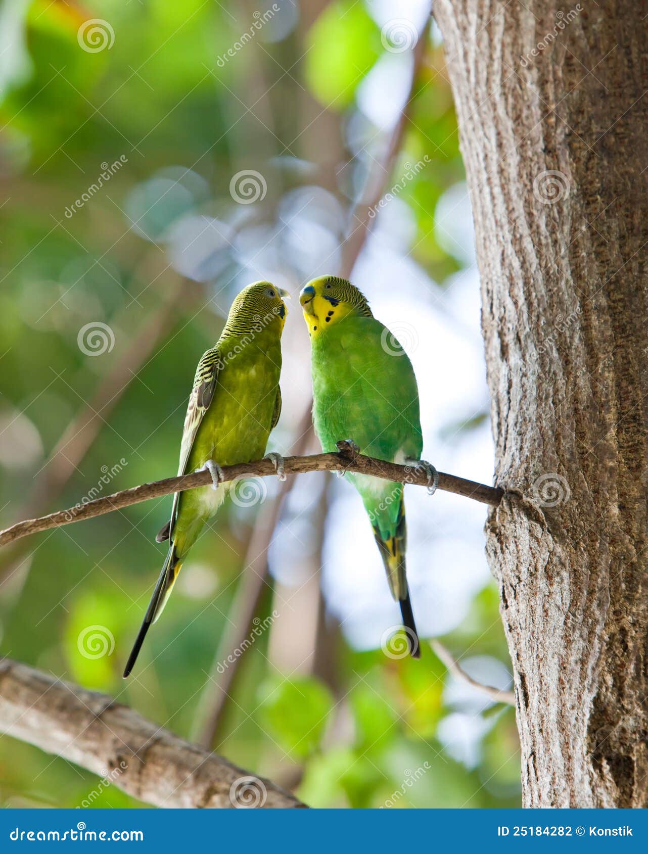 Two Parrots Sit on a Tree in the Wood Stock Photo - Image of beak, bird ...