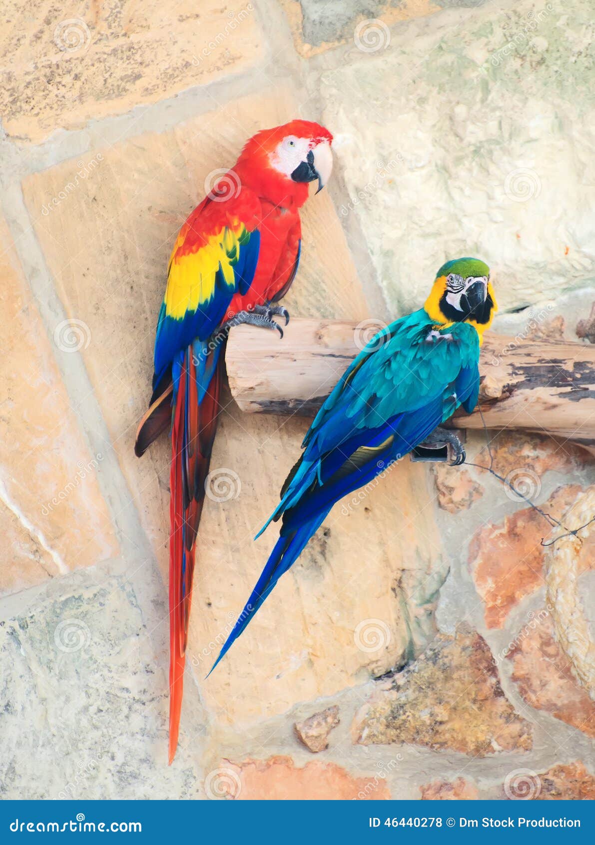 Two parrots. stock photo. Image of branch, colored, jungle - 46440278