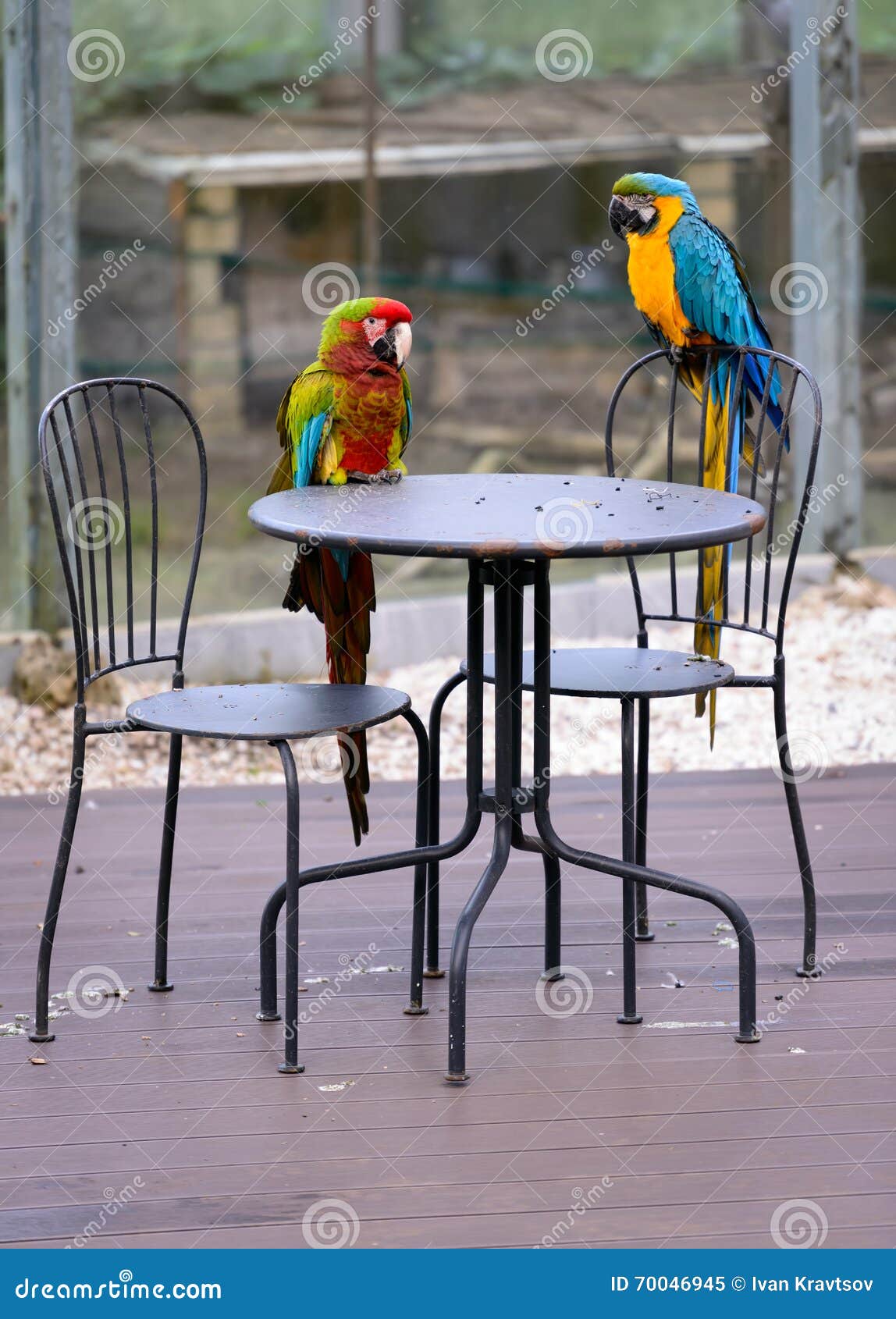 Two parrots stock image. Image of colorful, table, exotic - 70046945