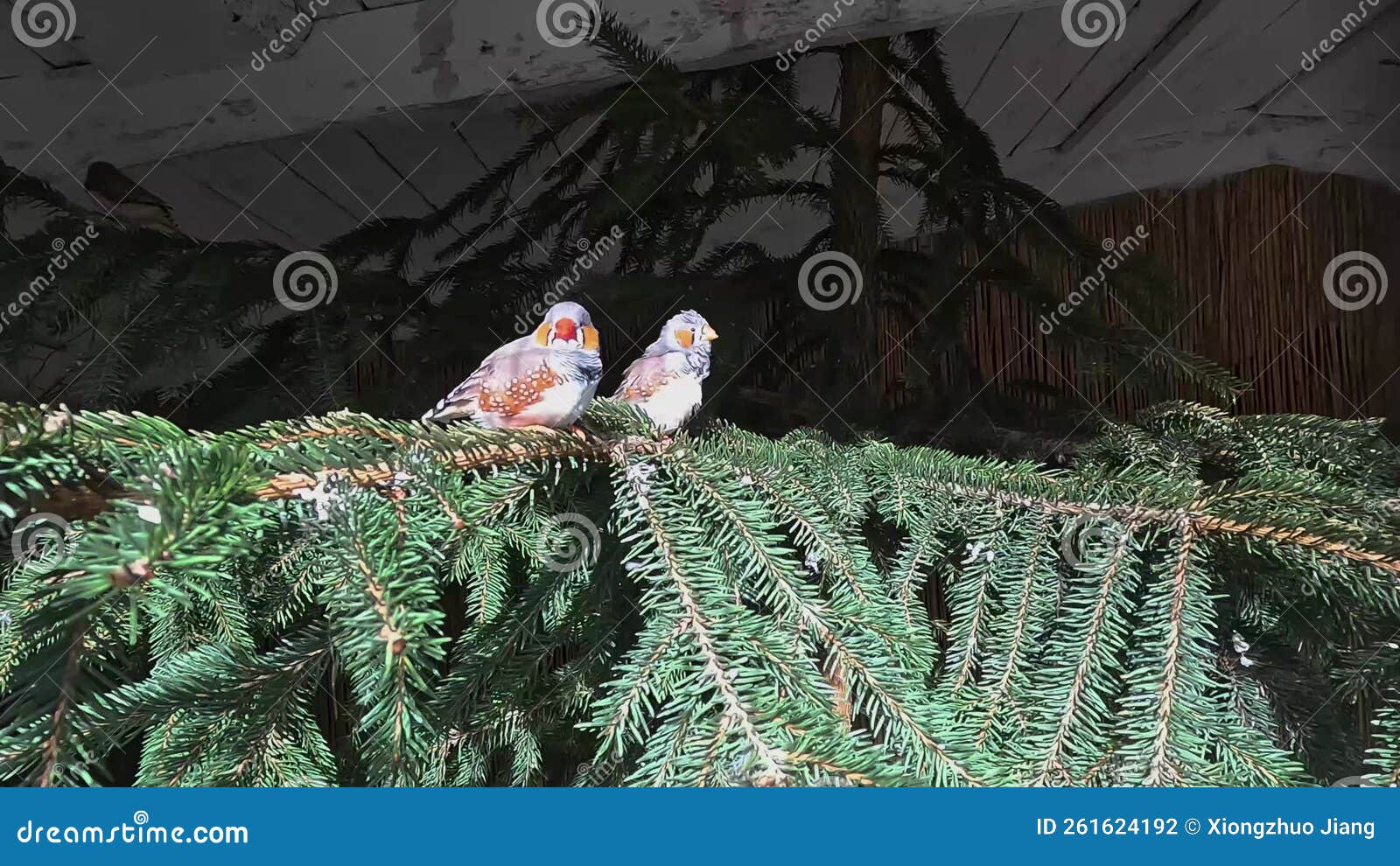 Two Parrots Standing on a Branch Stock Footage - Video of cute, feather ...