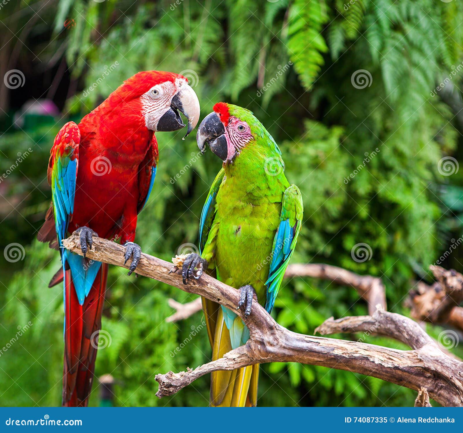 Two Parrots Telling Secrets Stock Image - Image of exotic, secret: 74087335