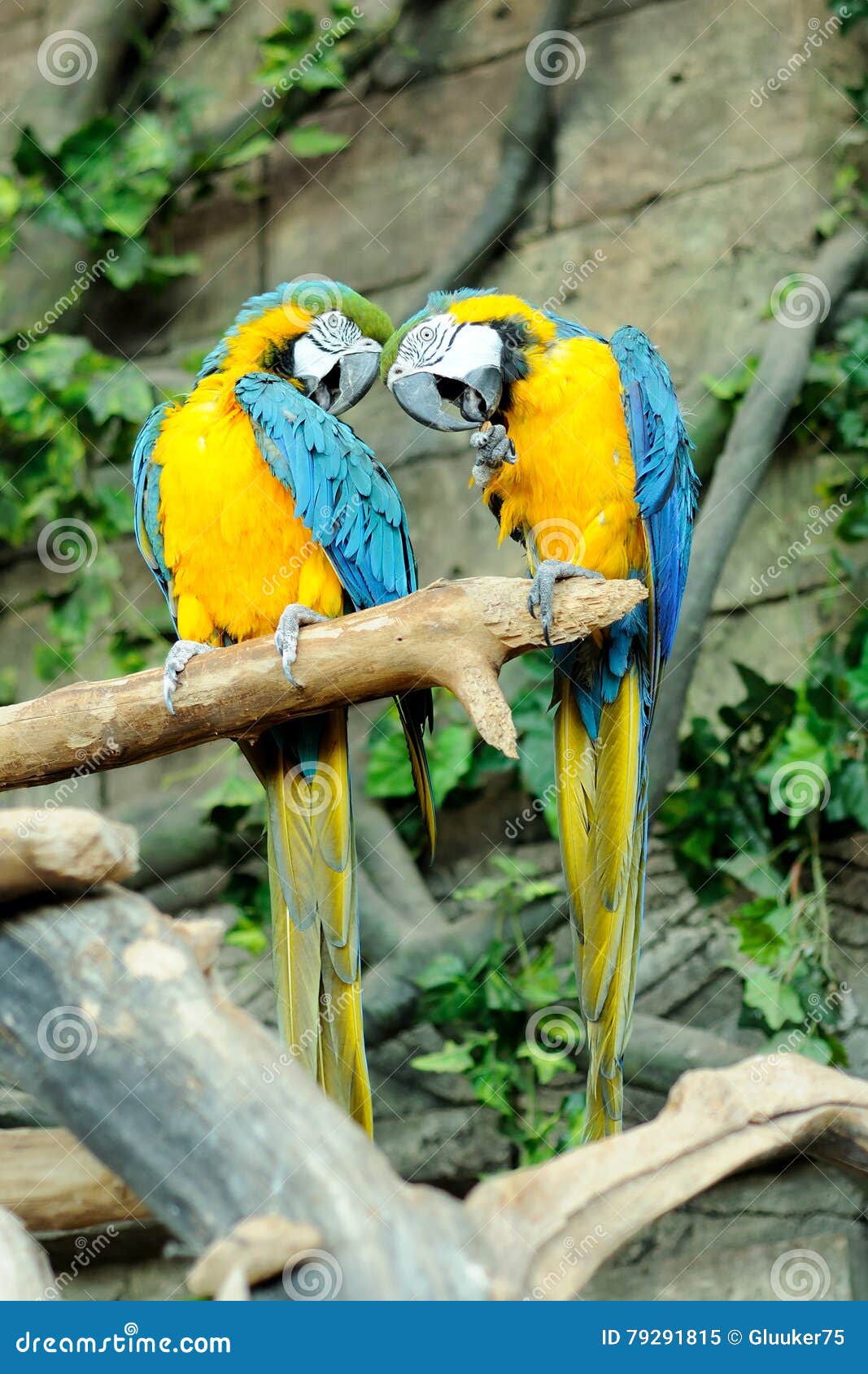 Two Parrots Together on a Branch Stock Image - Image of blue, nearby ...