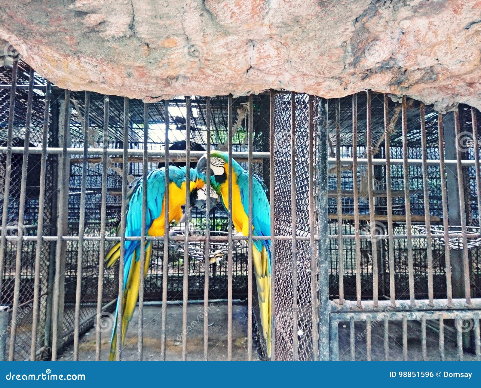 Two Parrots are Trapped in a Cage Stock Photo - Image of brazil, yellow ...