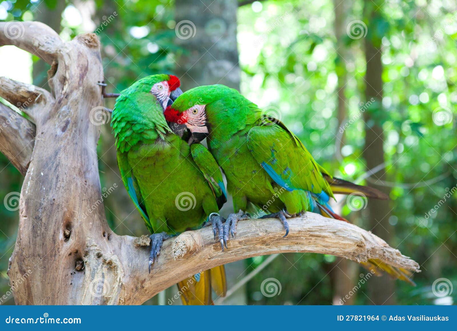Two parrots on a tree stock photo. Image of leafs, interacting - 27821964