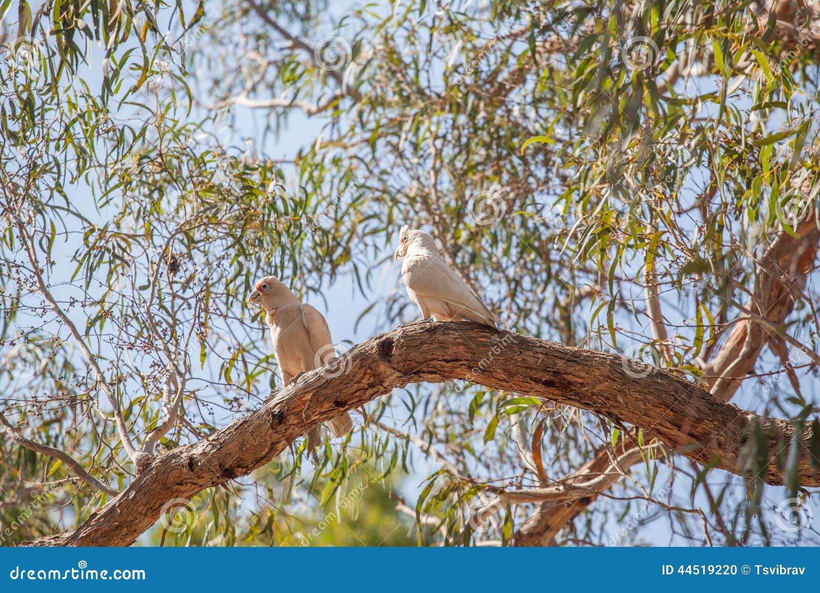 Two Parrots on a Tree Branch at Grampians National Park Stock Photo ...
