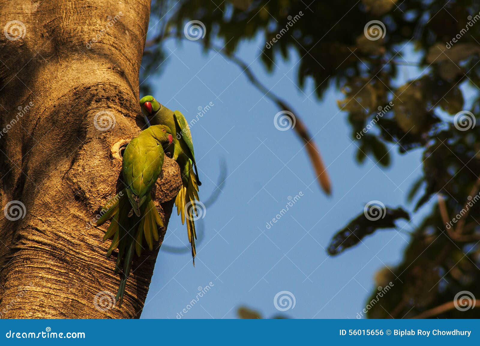 Two Parrots in a Tree Trunk Stock Photo - Image of nature, parrot: 56015656