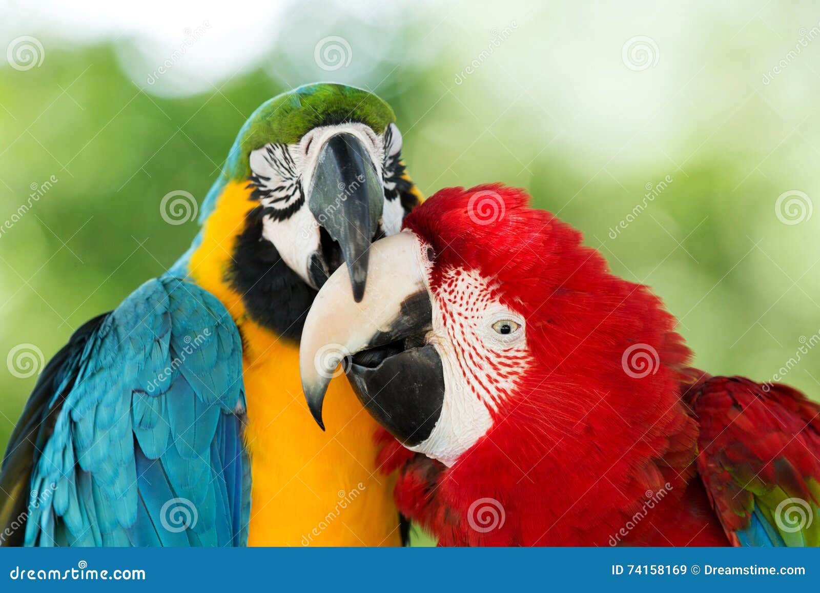 Two parrots stock image. Image of yellow, parrots, blue - 74158169