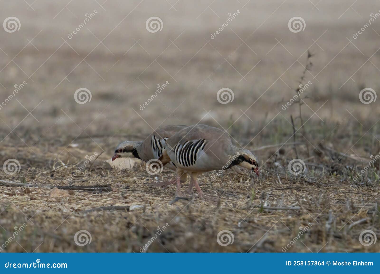 Two Partridges at Dawn stock photo. Image of dawn, habitat - 258157864