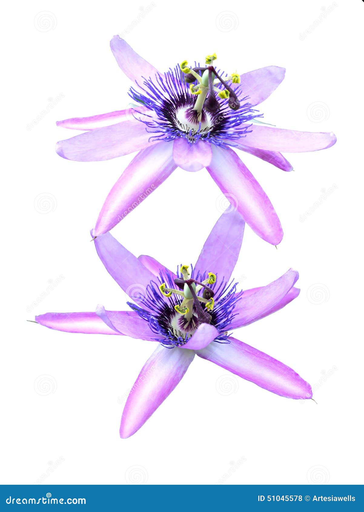 Two passion flowers stock photo. Image of color, petals - 51045578