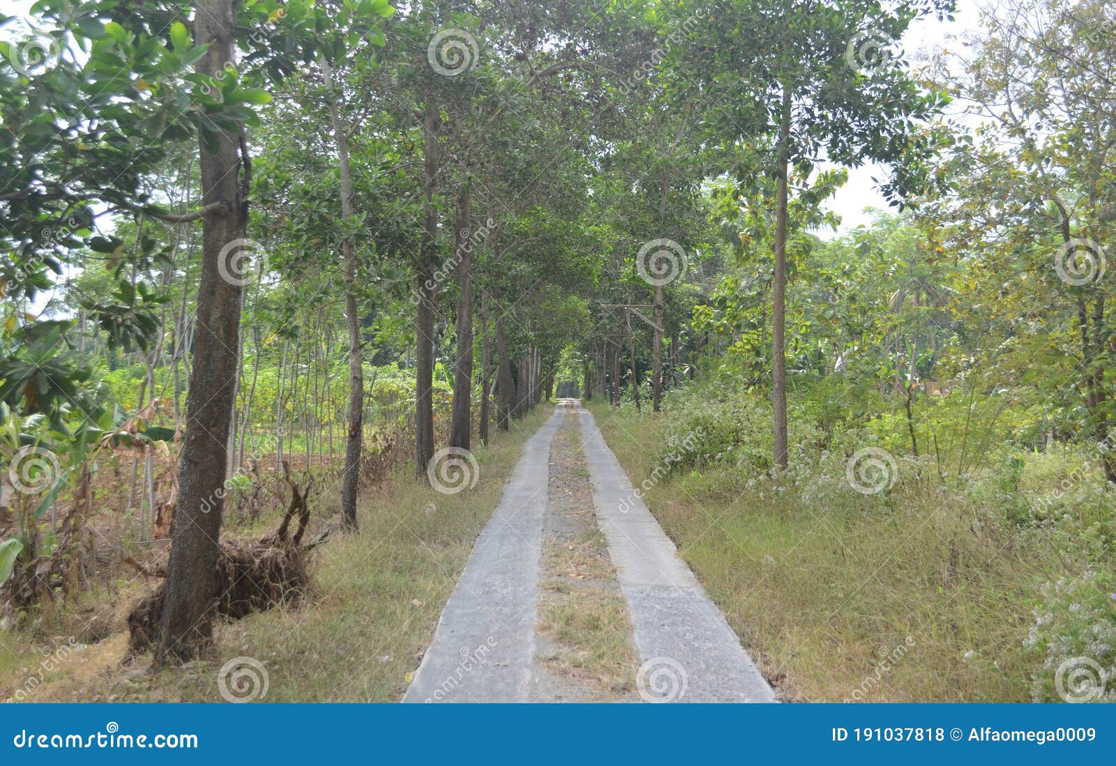 The Two Path on the Left and Right are Trees Stock Photo - Image of ...