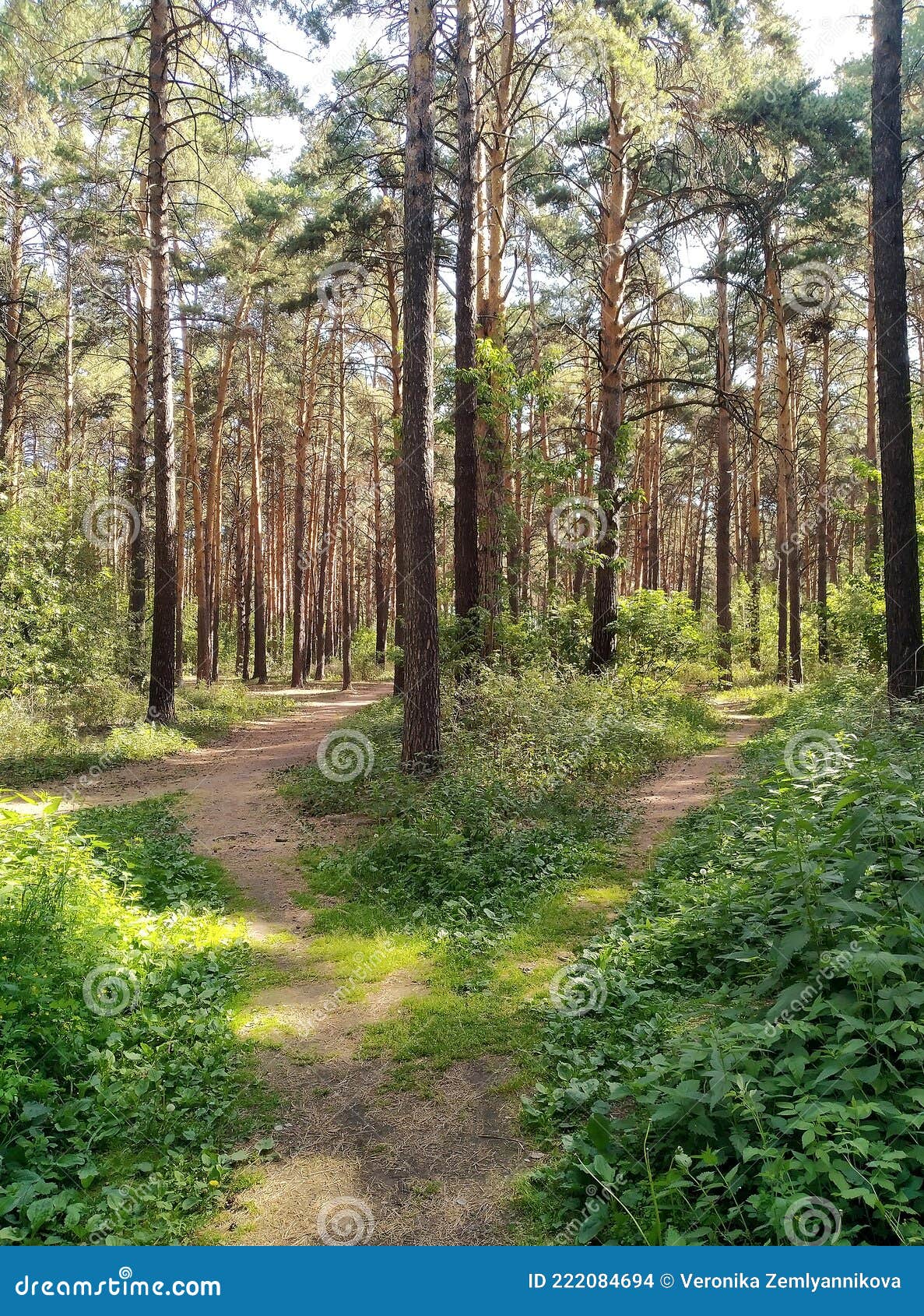 Two Paths in a Beautiful Summer Pine Forest Stock Photo - Image of ...