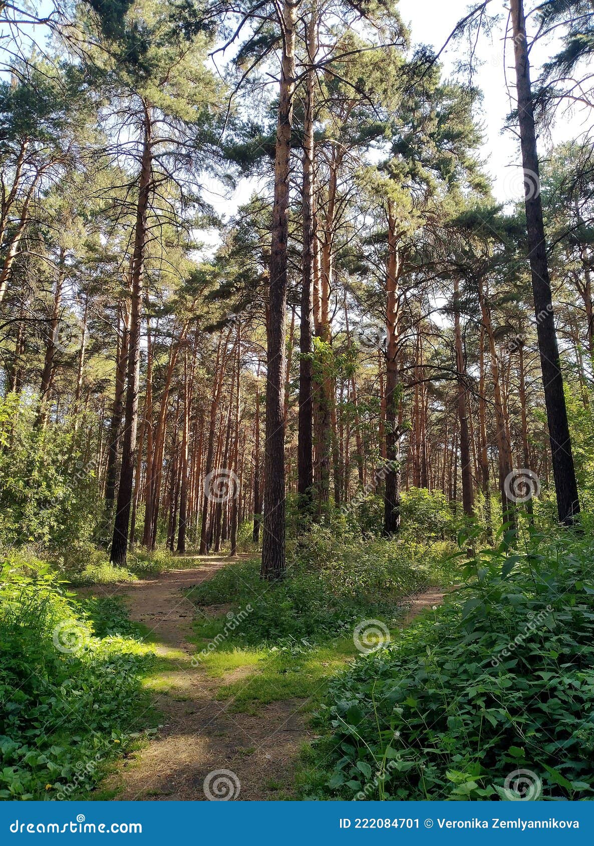 Two Paths in a Beautiful Summer Pine Forest Stock Image - Image of pine ...