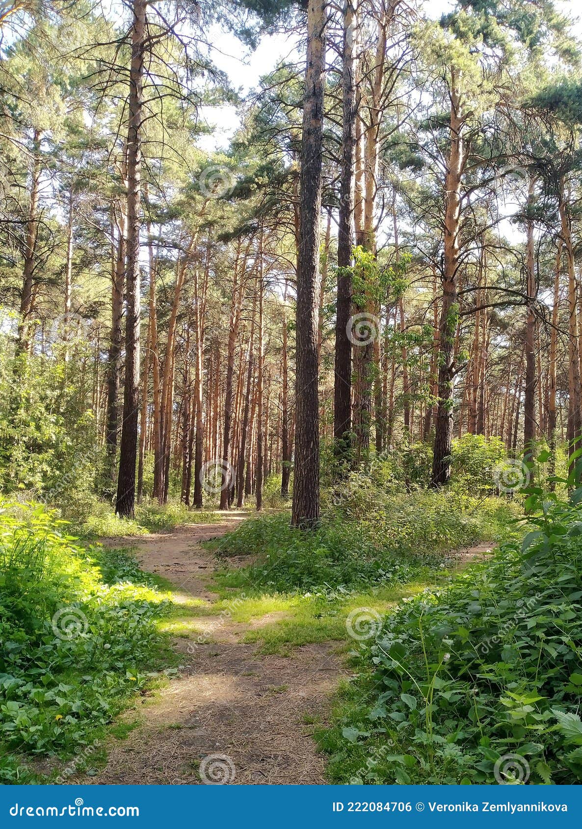Two Paths in a Beautiful Summer Pine Forest Stock Photo - Image of ...