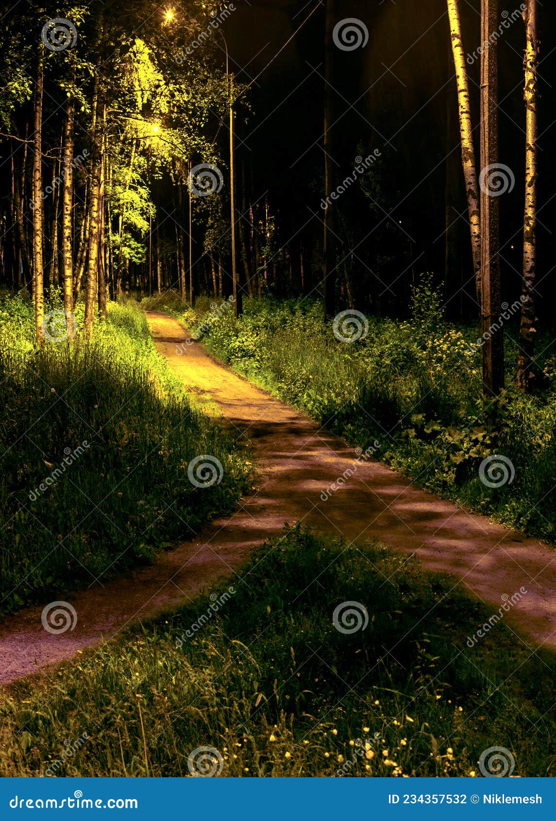 Two Paths in the Dark among the Grass and Trees Merged into One. Night ...