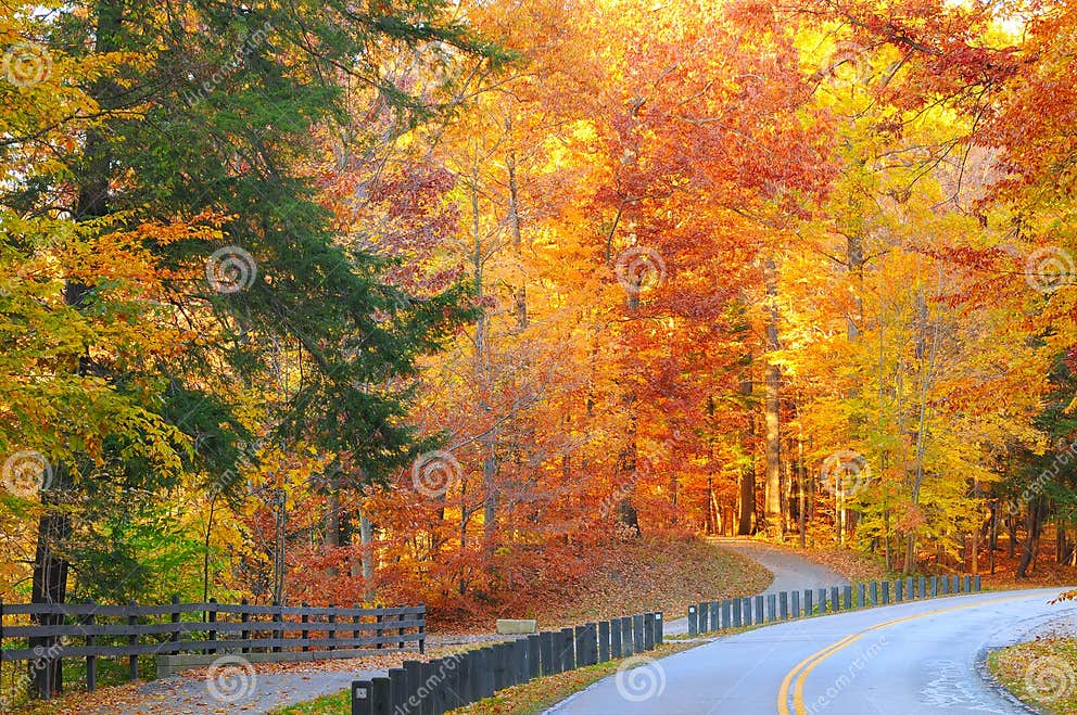 Two paths diverge stock photo. Image of leaf, outdoor - 14746122