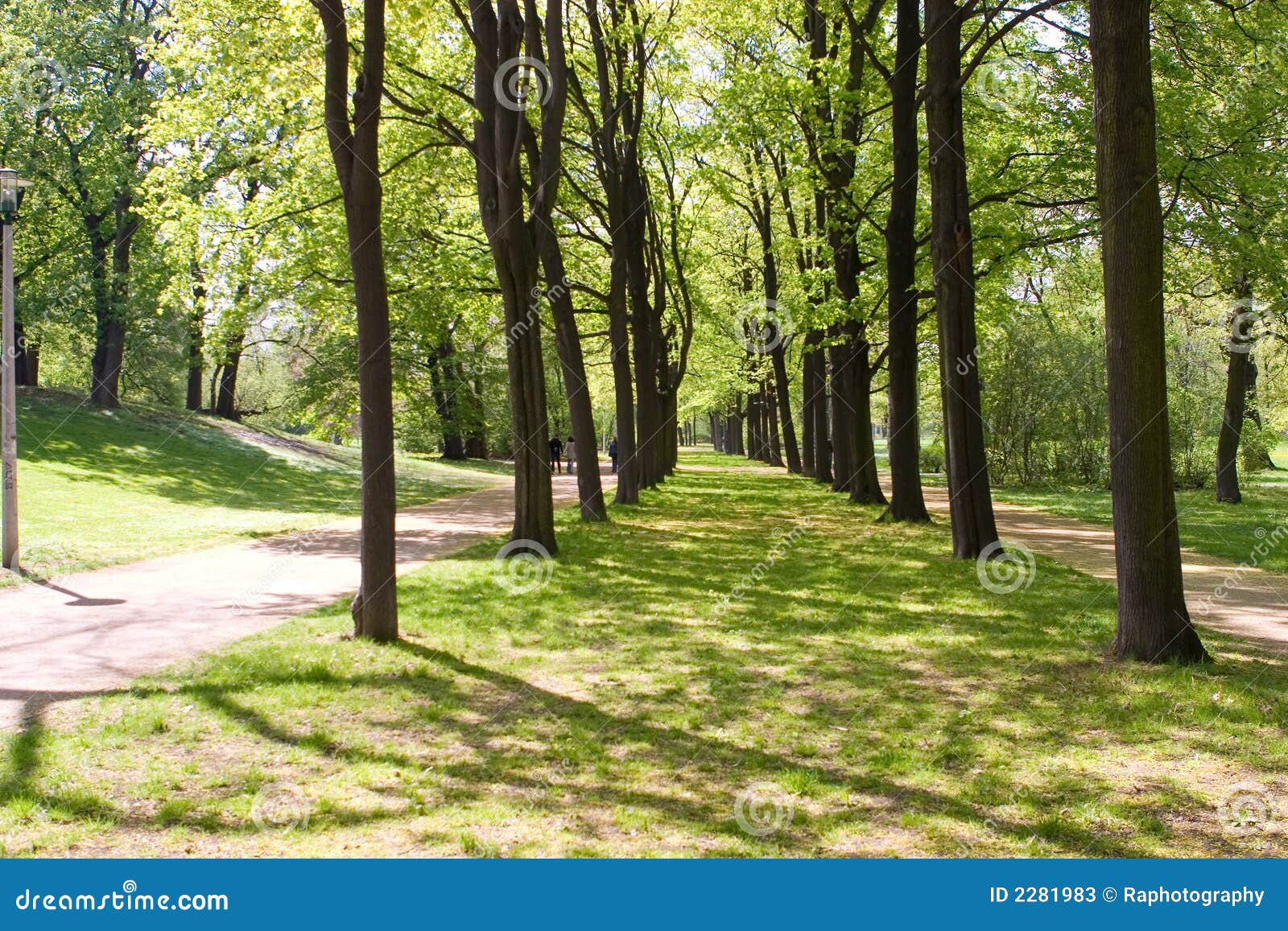 Two paths in a forest stock image. Image of nature, colorful - 2281983