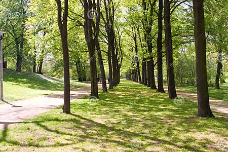 Two paths in a forest stock image. Image of nature, colorful - 2281983