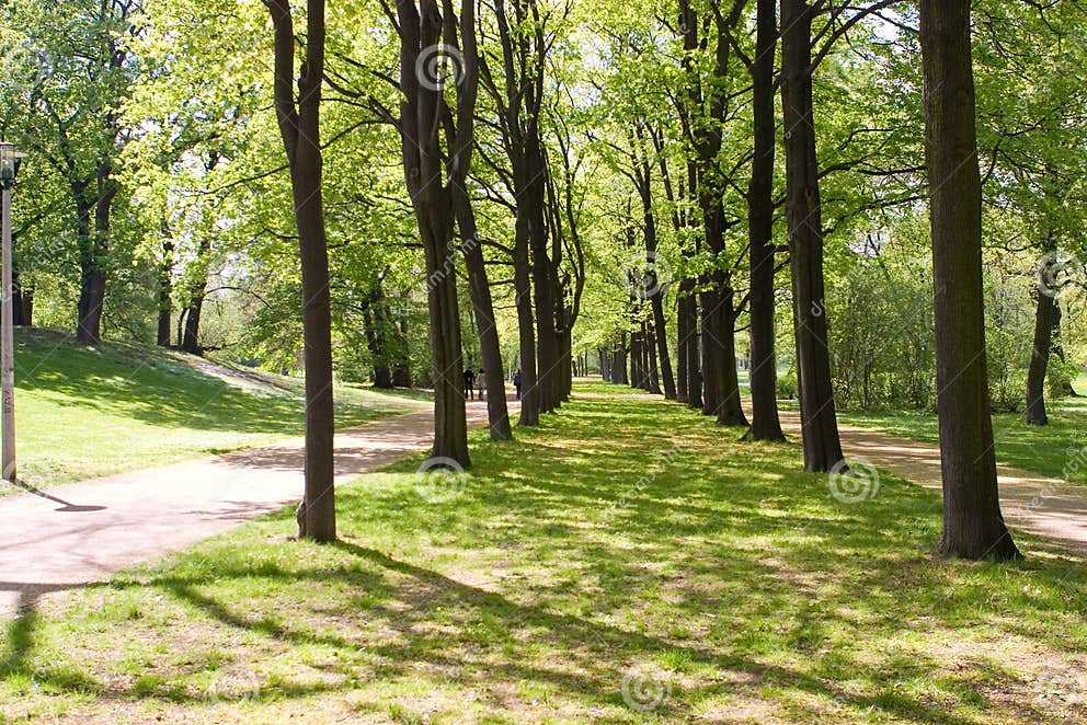 Two paths in a forest stock image. Image of nature, colorful - 2281983