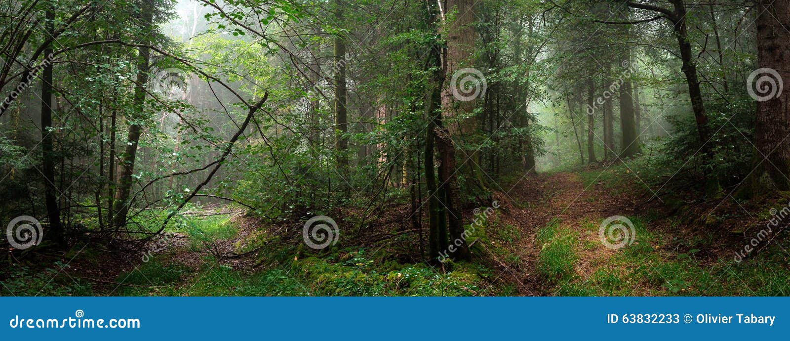 Two Paths in the Forest with Fog in Panoramic Stock Image - Image of ...