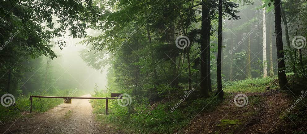 Two Paths in the Forest with Fog in Panoramic Stock Photo - Image of ...