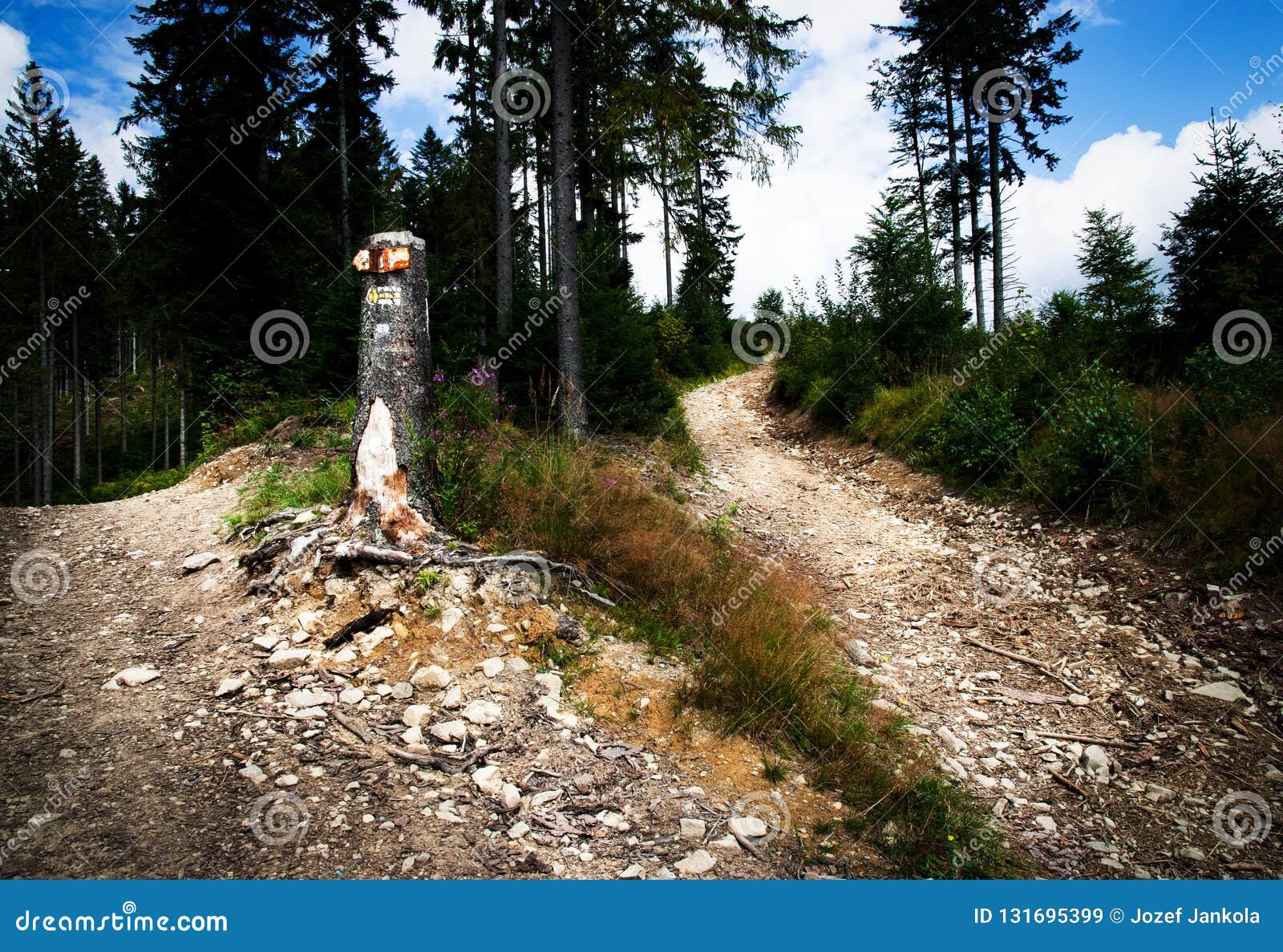 Two Paths Forest Stock Photos - Download 407 Royalty Free Photos