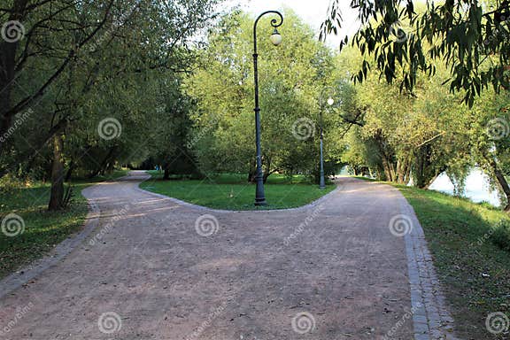Two paths in the forest stock photo. Image of scenery - 178658482