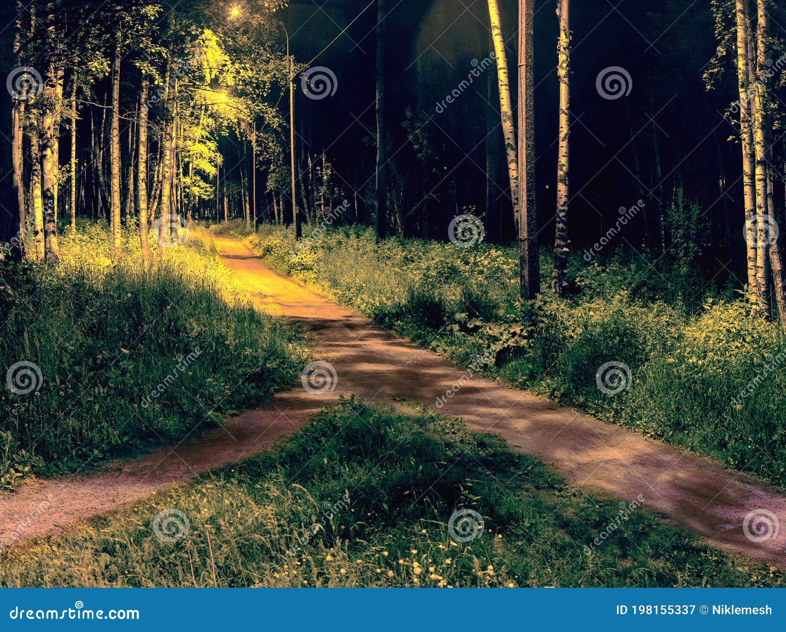 Two Paths Among Grass And Trees Merged Into One. Night View In The Park ...