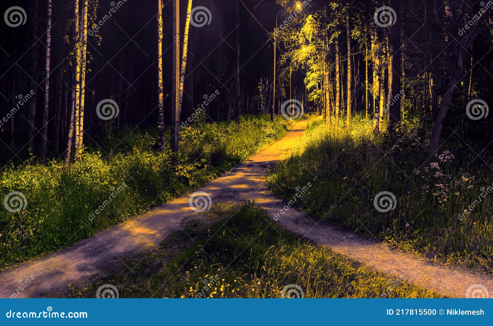 Two Paths among Grass and Trees Merged into One. Night View in the Park ...