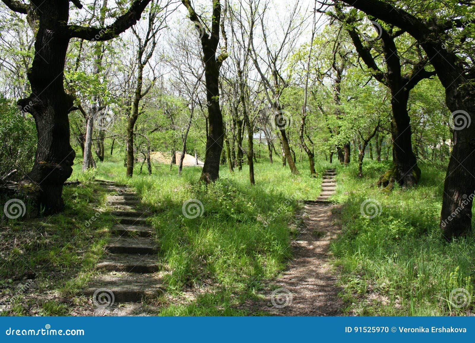 Two Paths Lead To Different Directions Stock Photo - Image of journey ...