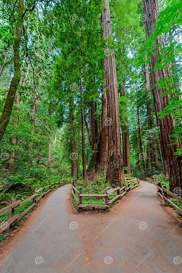 Two Paths Lead To Different Directions Stock Photo - Image of serene ...