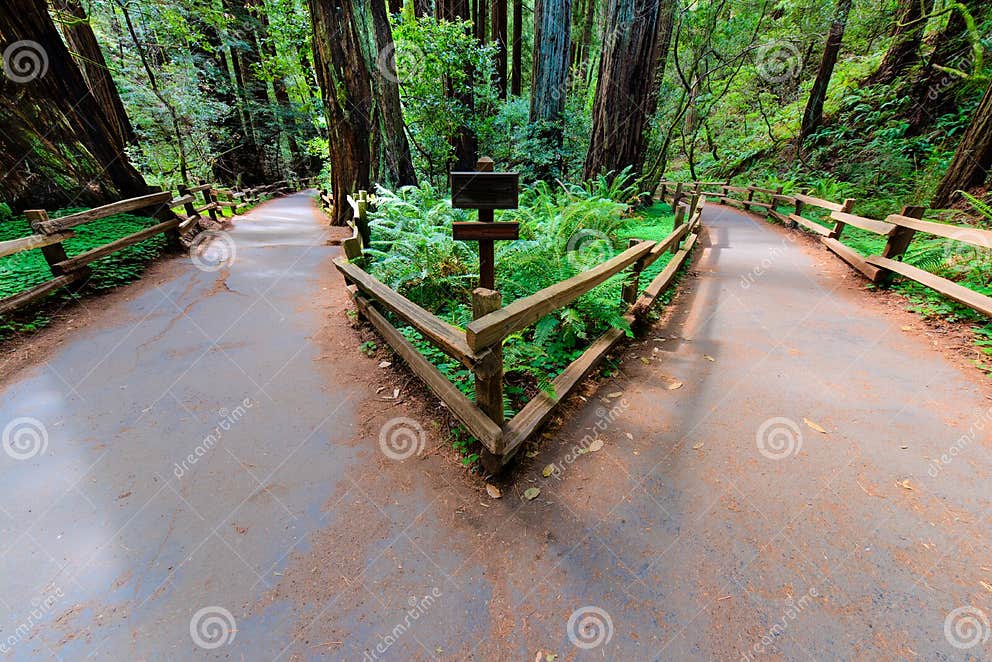 Two Paths Lead To Different Directions Stock Image - Image of direction ...
