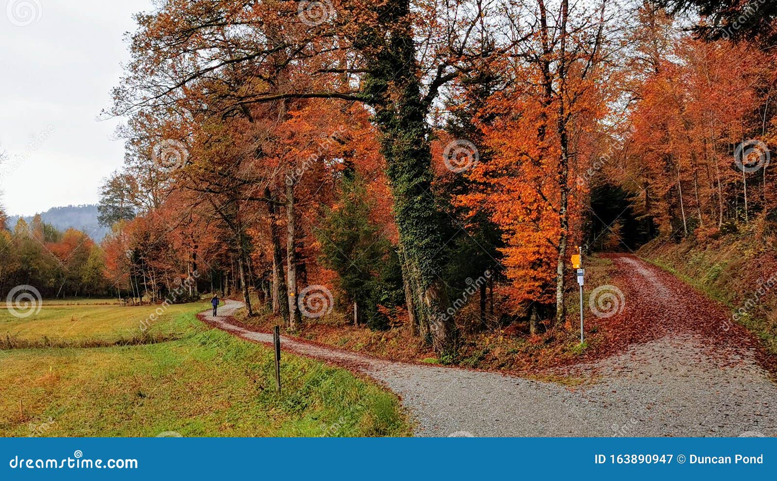 Two Paths in a Magical Autumn Forest Stock Image - Image of foreground ...