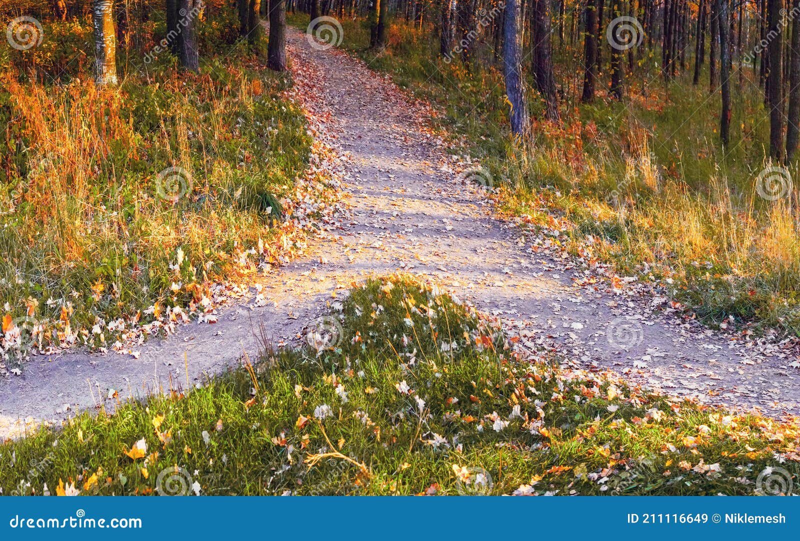 Two Paths Merge into One in the Autumn Park among Trees and Grass ...