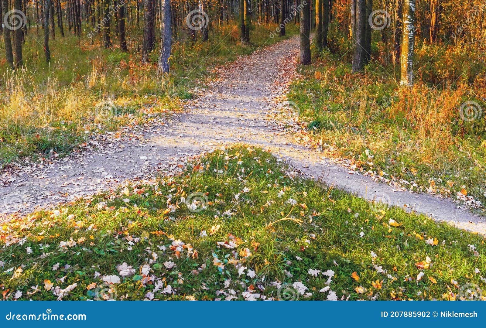 Two Paths Merged into One in the Autumn Park in the Rays of the Setting ...
