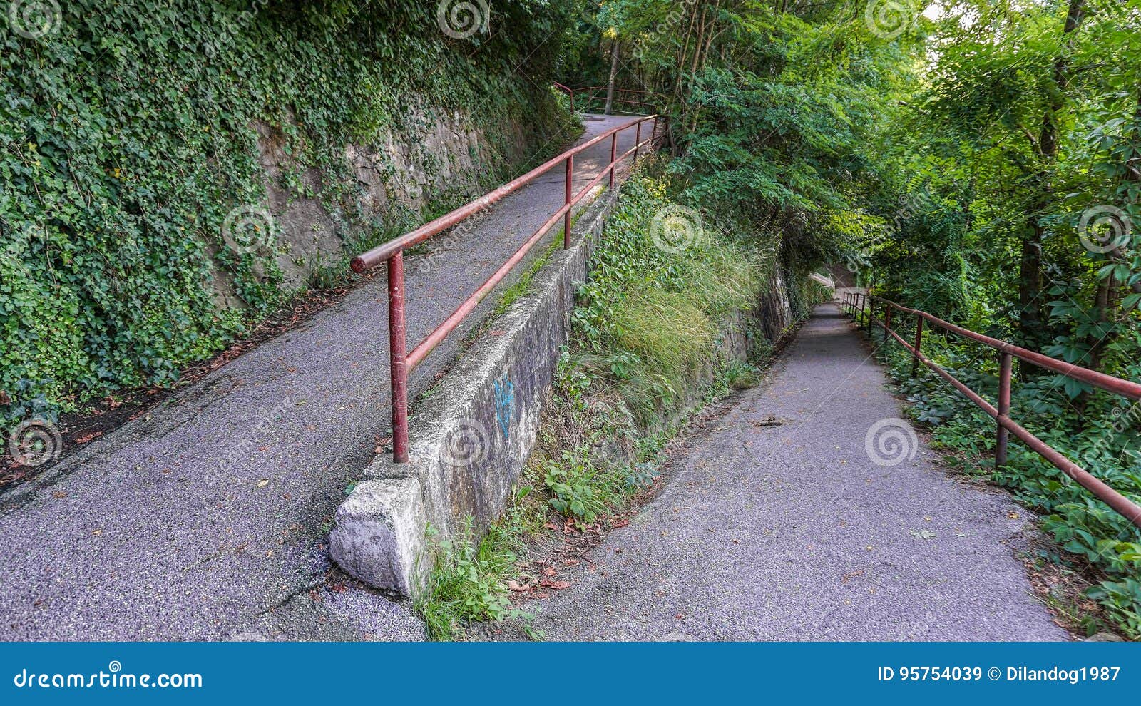 Two paths stock image. Image of nature, leaves, plant - 95754039