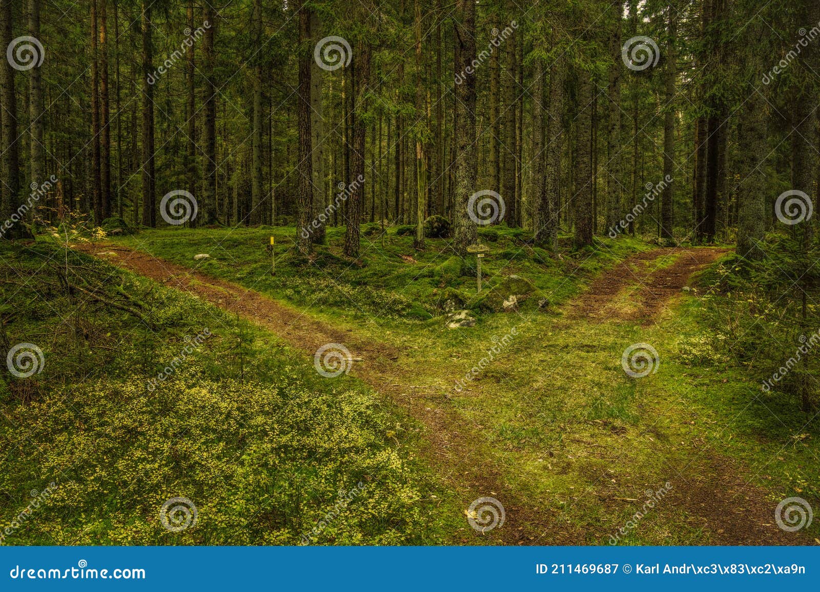Forest Trails Wich Goes I Two Directions. Stock Image - Image of granar ...