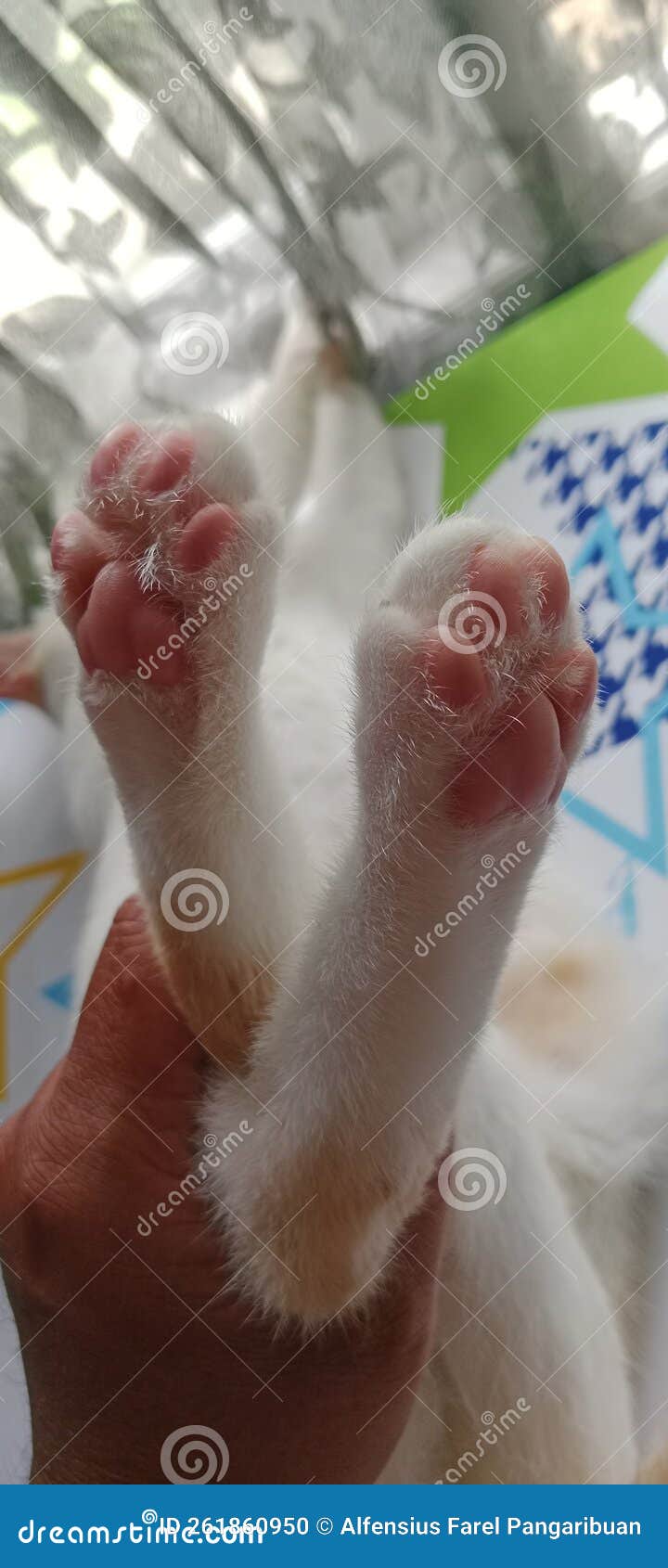 Two paws the white cats stock photo. Image of finger - 261860950