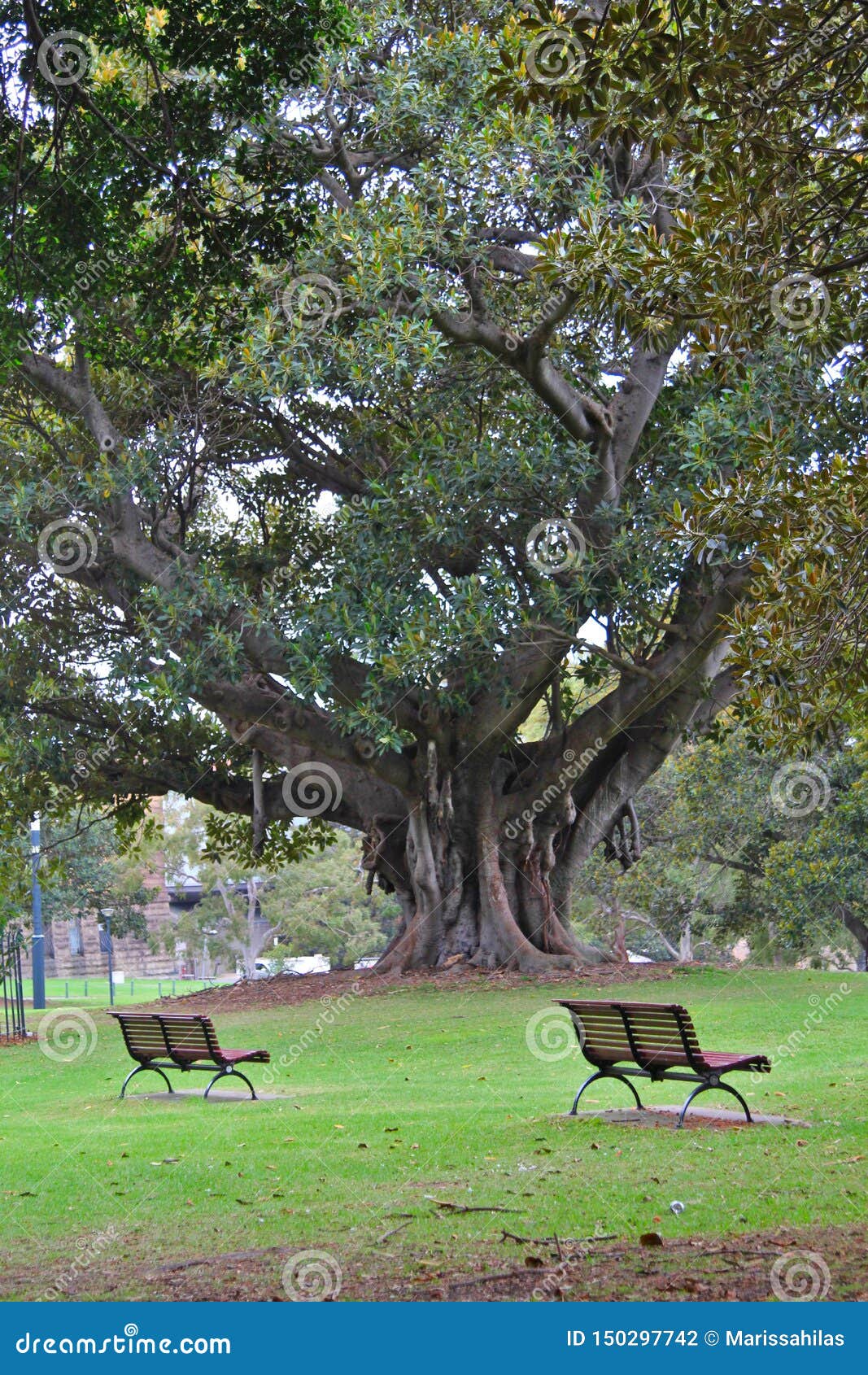 Two Peaceful Benches by a Big Tree Stock Photo - Image of background ...