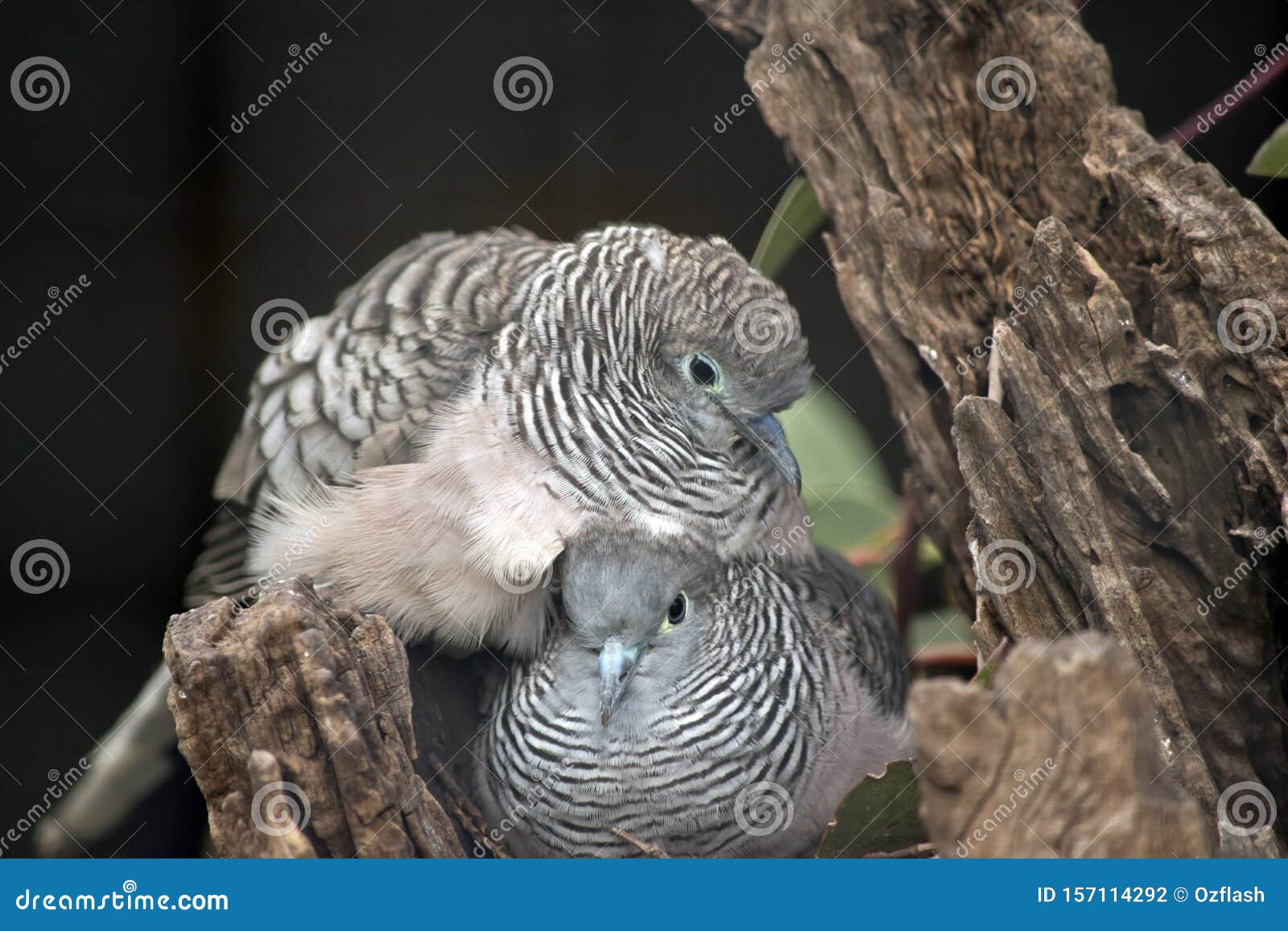 Two Peaceful Doves Sharing a Nest Stock Photo - Image of bird, domestic ...
