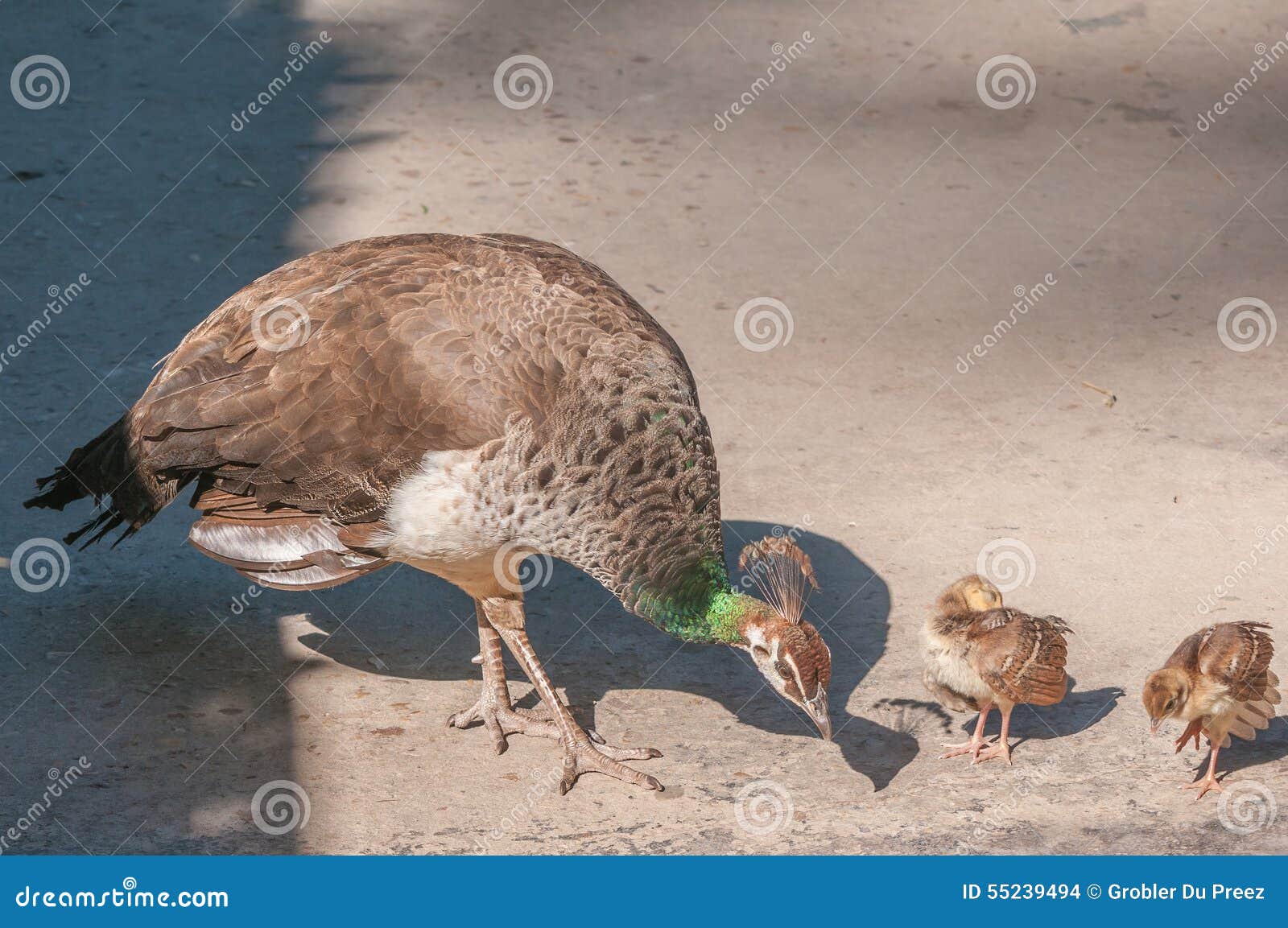 Peachicks Stock Photo | CartoonDealer.com #30878082