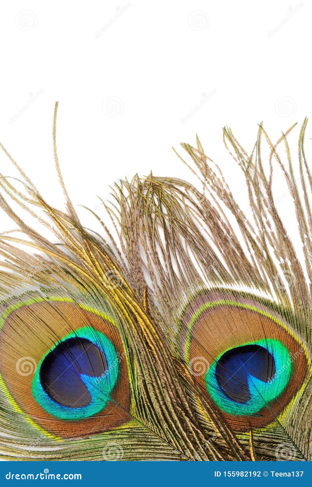 Two Peacock Feather, Over White, Close Up Shot Stock Photo - Image of ...