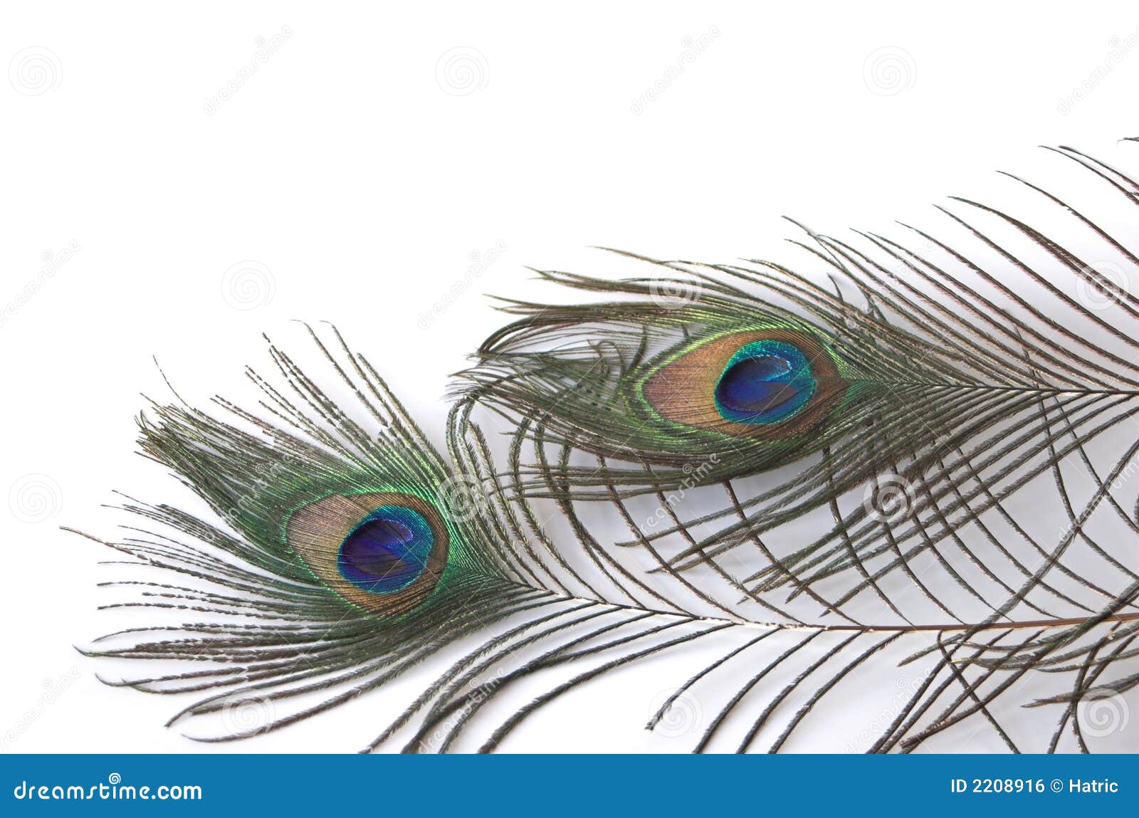 1,652 Two Peacock Stock Photos - Free & Royalty-Free Stock Photos from ...