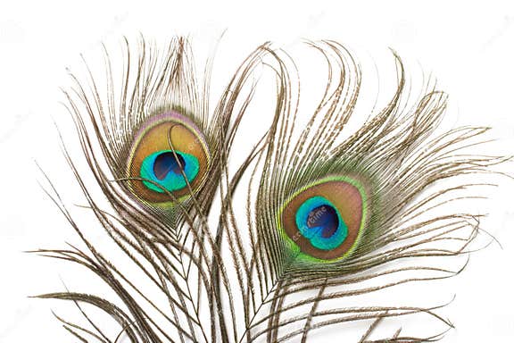 Two Peacock Feathers Close Up Stock Image - Image of quill, peacock ...