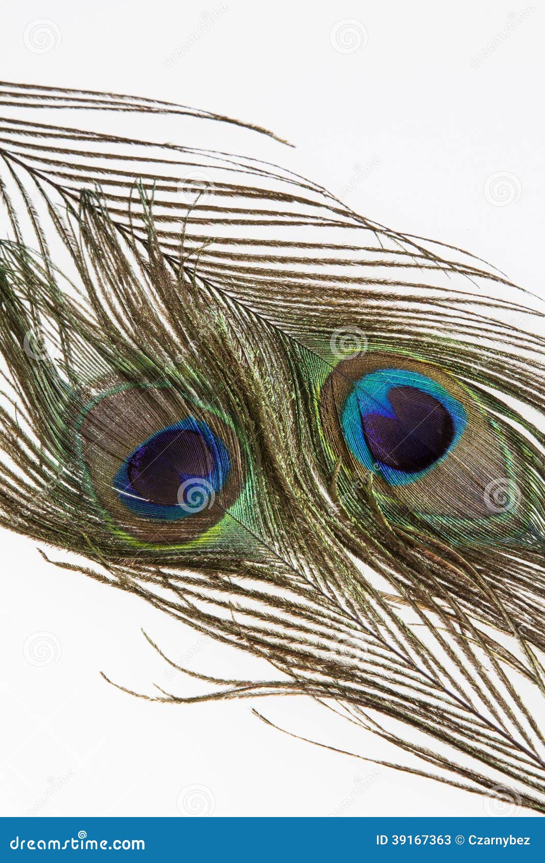 Two peacock feathers stock image. Image of green, plum - 39167363