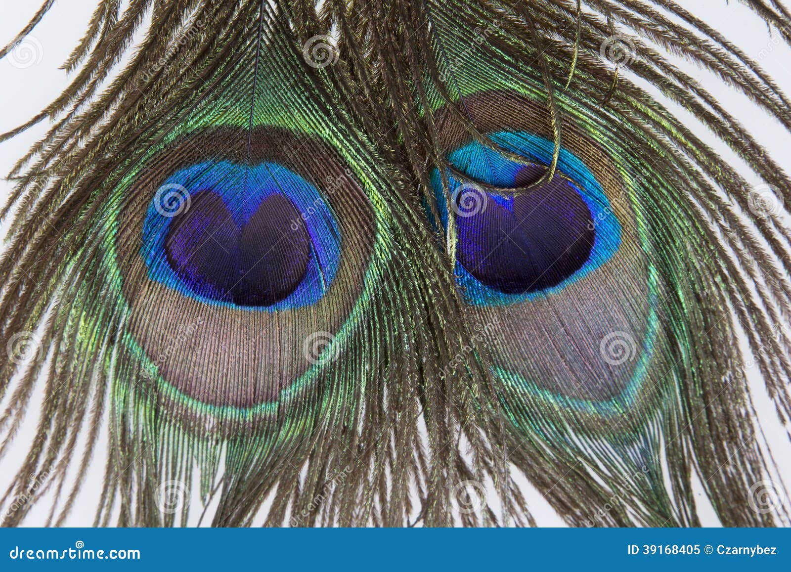 Two peacock feathers stock image. Image of bird, peafowl - 39168405