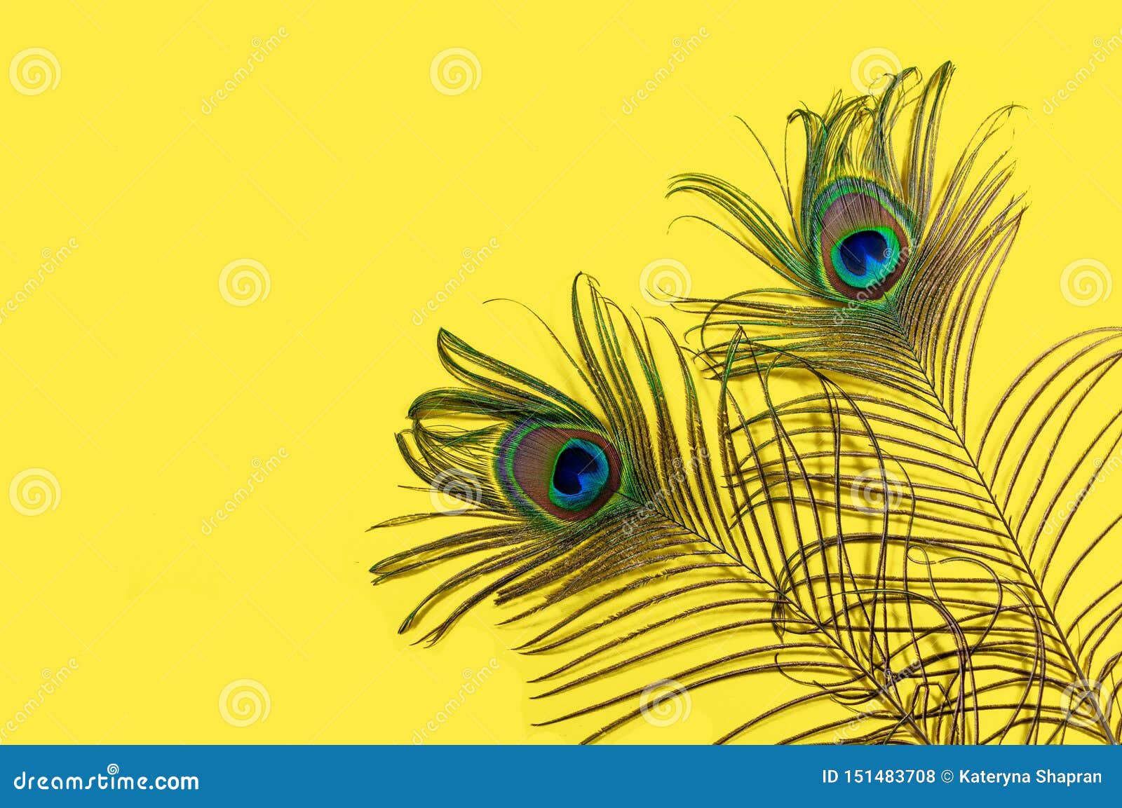 Two Peacock Feathers on a Yellow Background, Top View, Flat Lay. Trend ...
