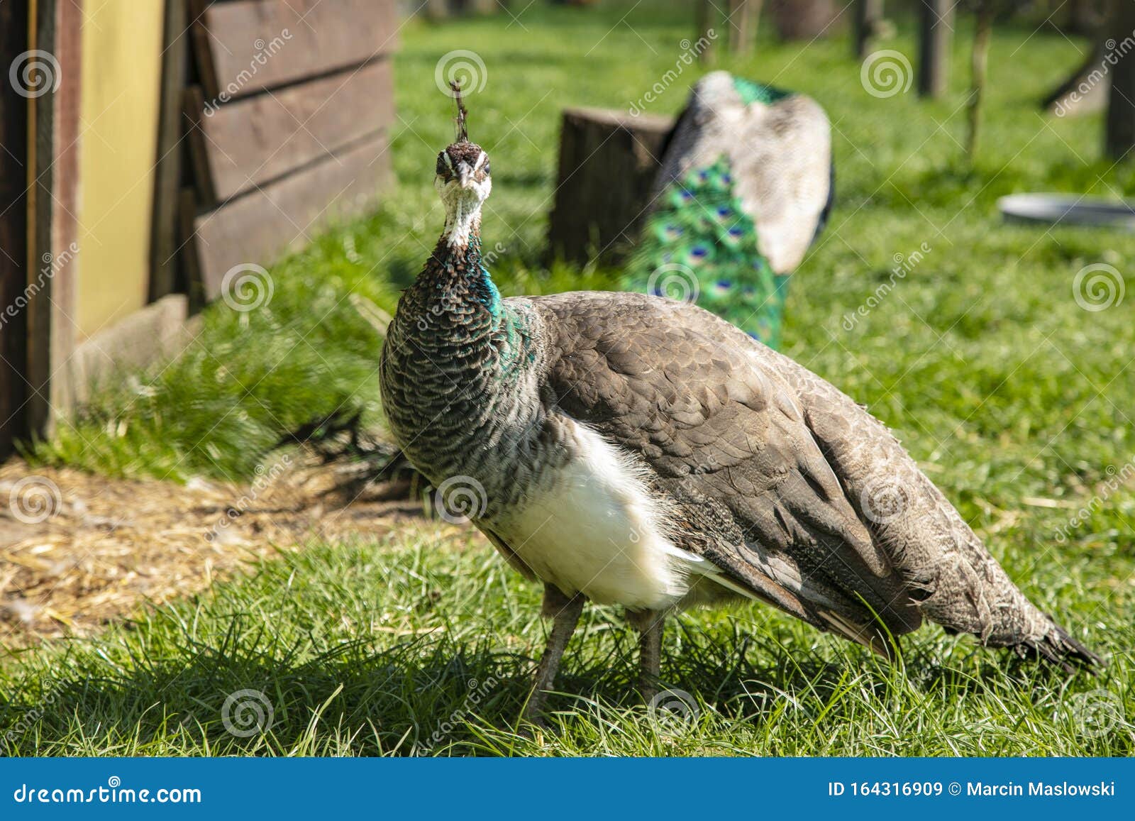 Two Peacocks on the Grassy Paddock Stock Image - Image of feather ...