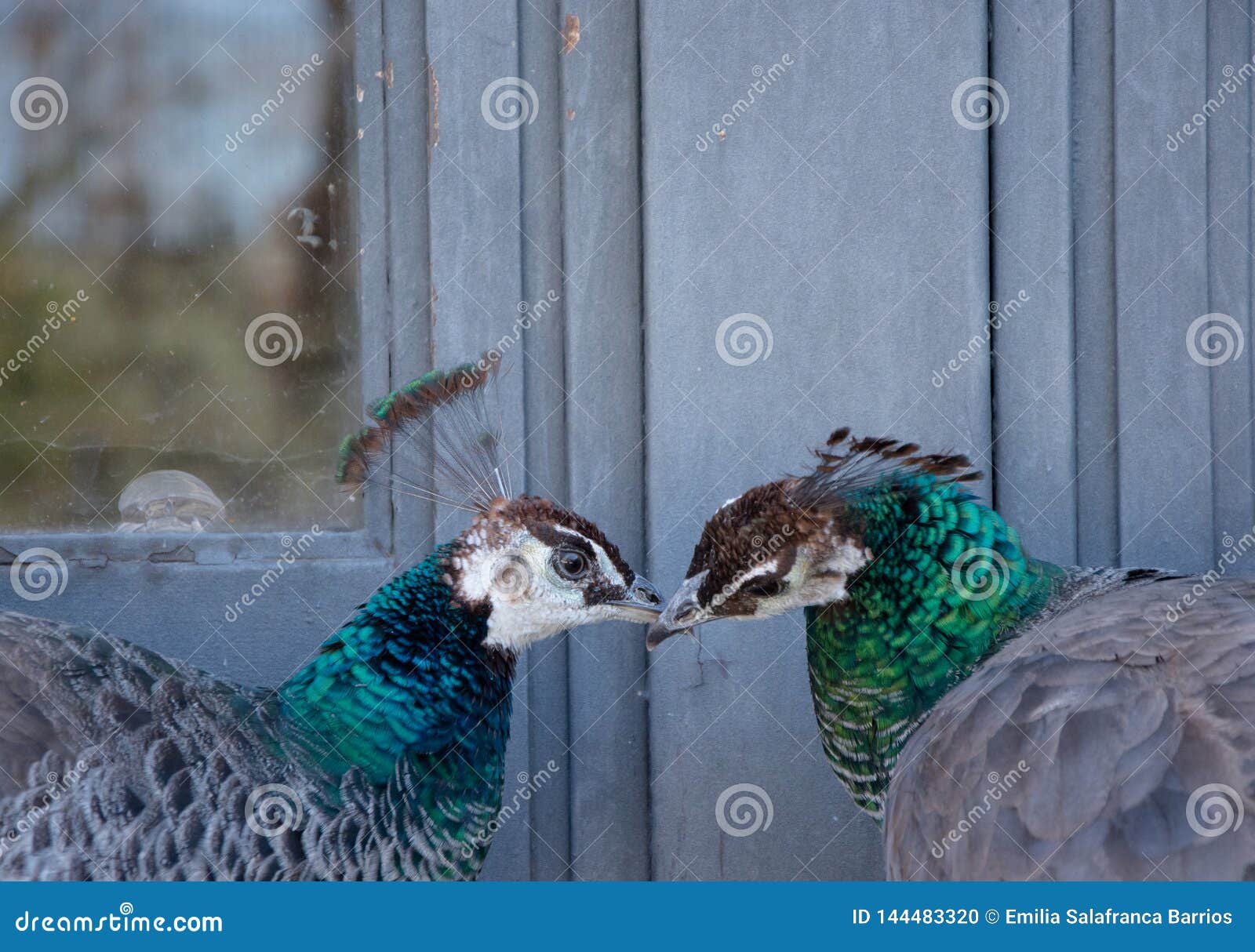 Two peacocks kissing stock photo. Image of bright, blackboard - 144483320