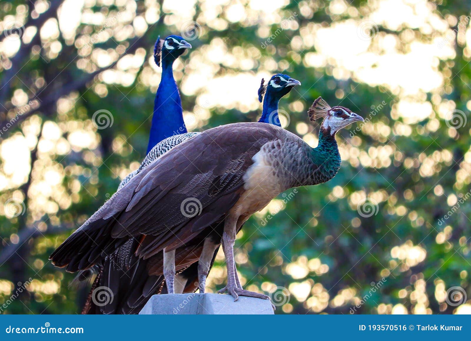 Two Peacocks and a Peahen stock photo. Image of peahenandpeacock ...